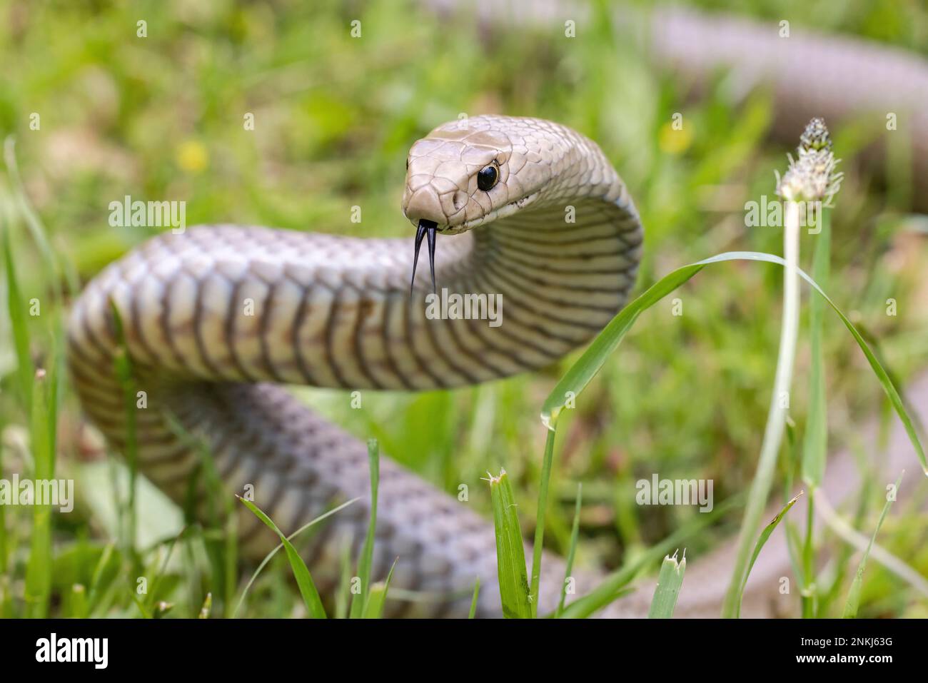 Highly Venomous Eastern Brown Snake Stock Photo - Alamy