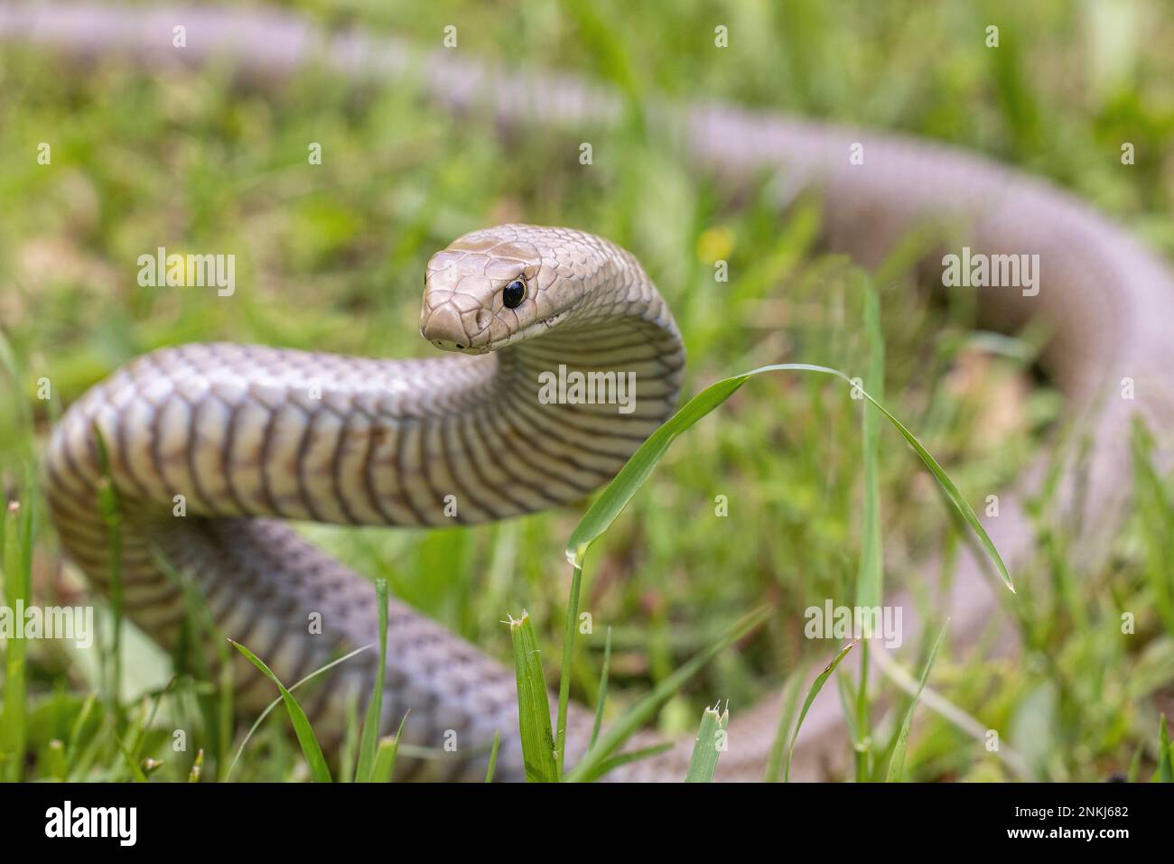 Highly Venomous Eastern Brown Snake Stock Photo - Alamy
