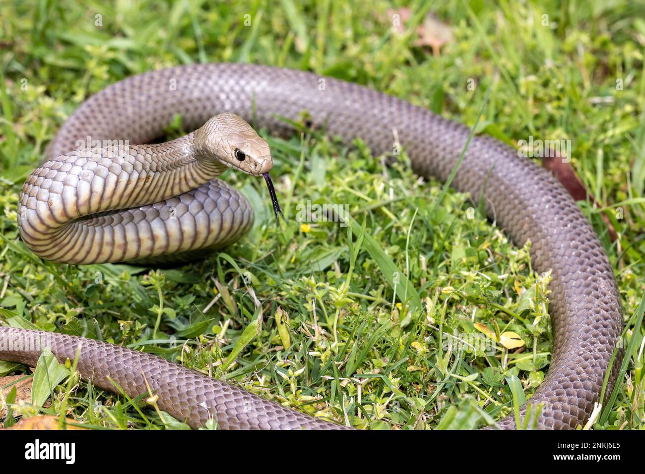 Highly Venomous Eastern Brown Snake Stock Photo - Alamy