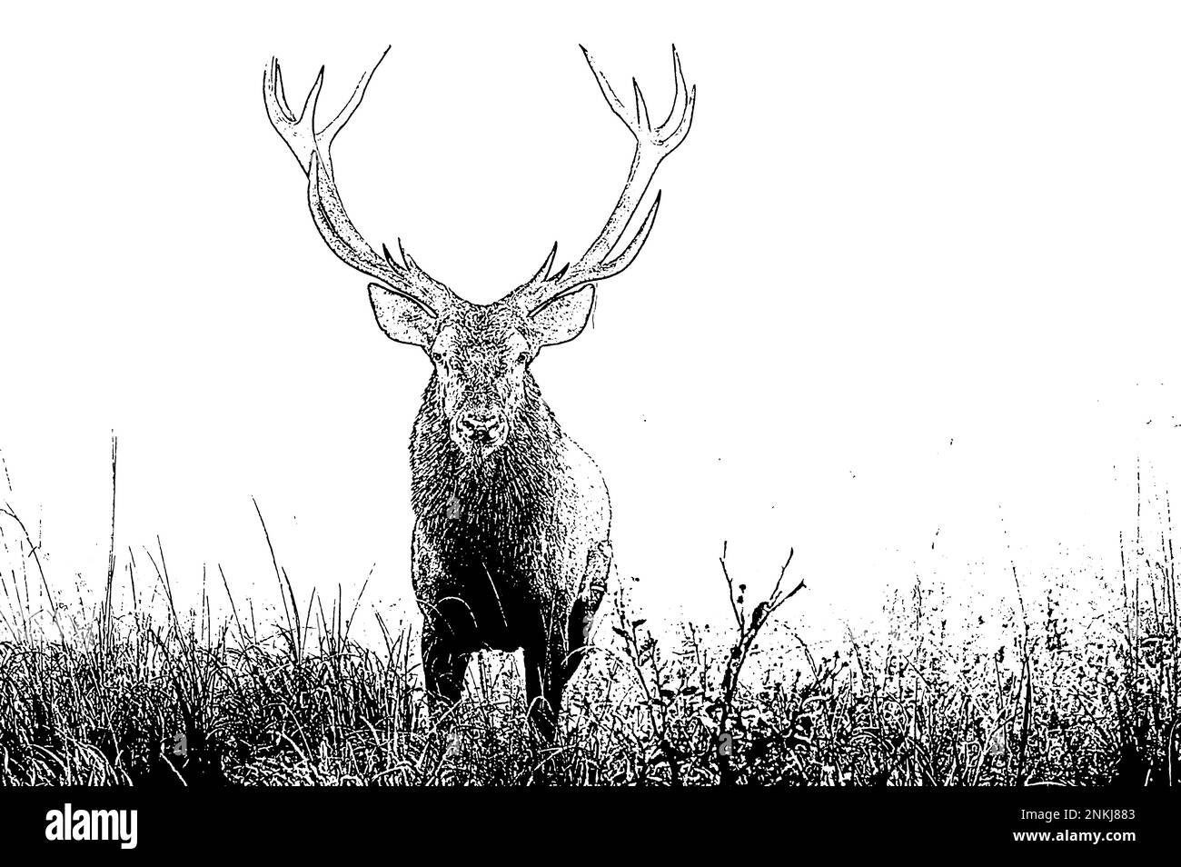 Authentic photos of Eastern European wild animals without captivity or ...