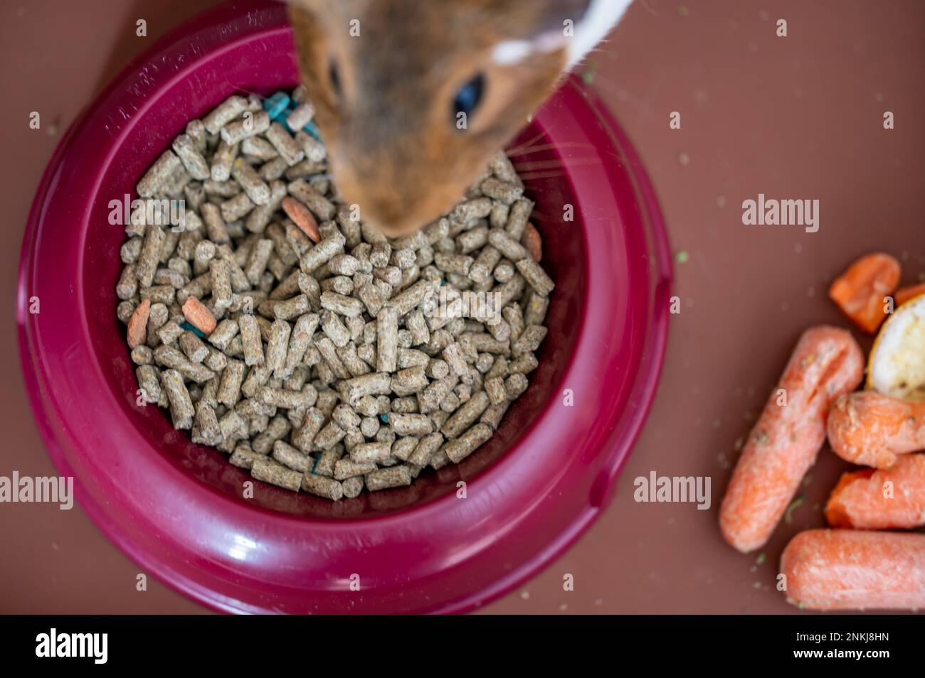 Overhead of a dish of small animal compressed high-fiber food pellets ...