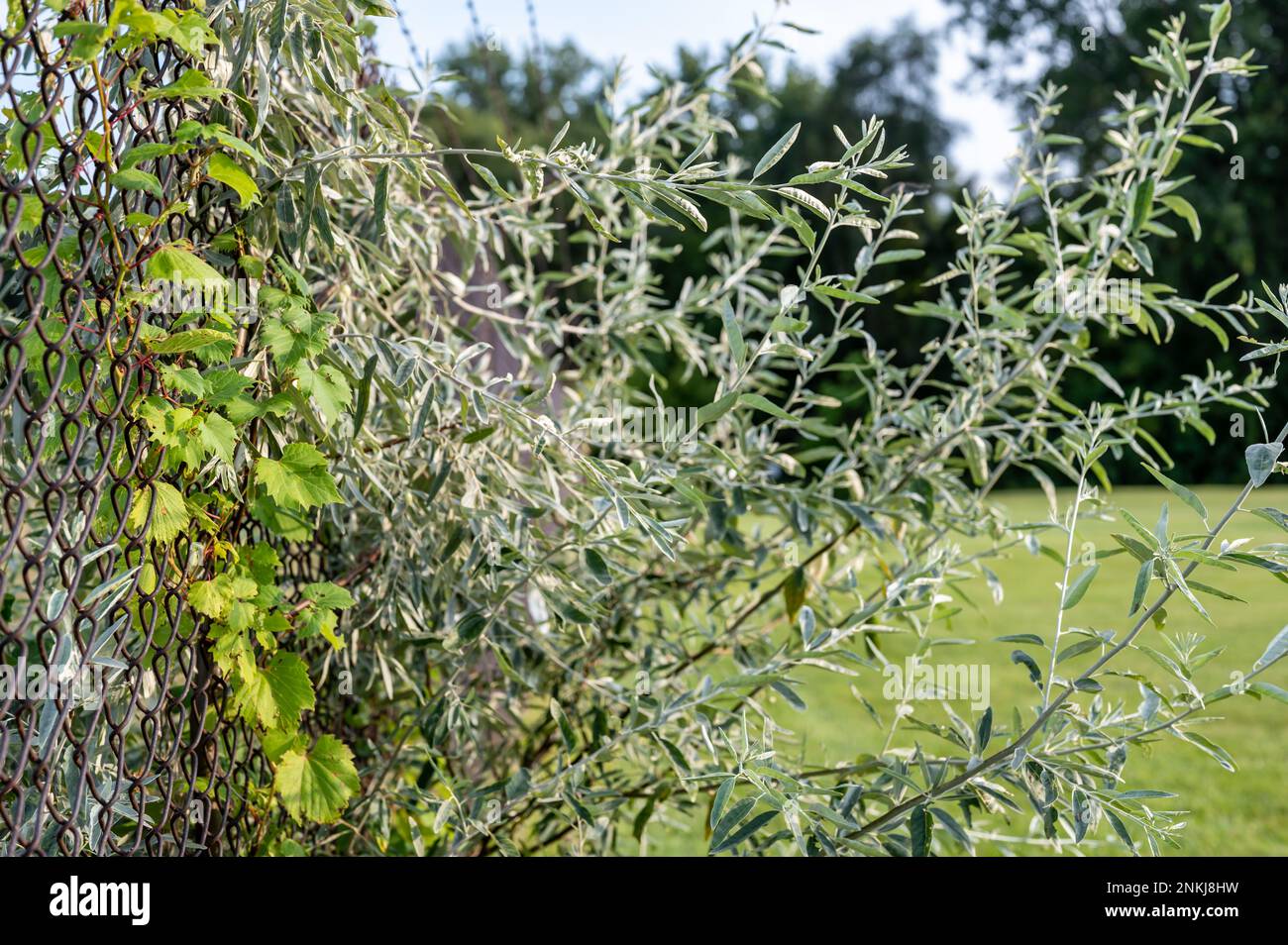 Overgrown industrial chain link fence with trees and brush passing ...