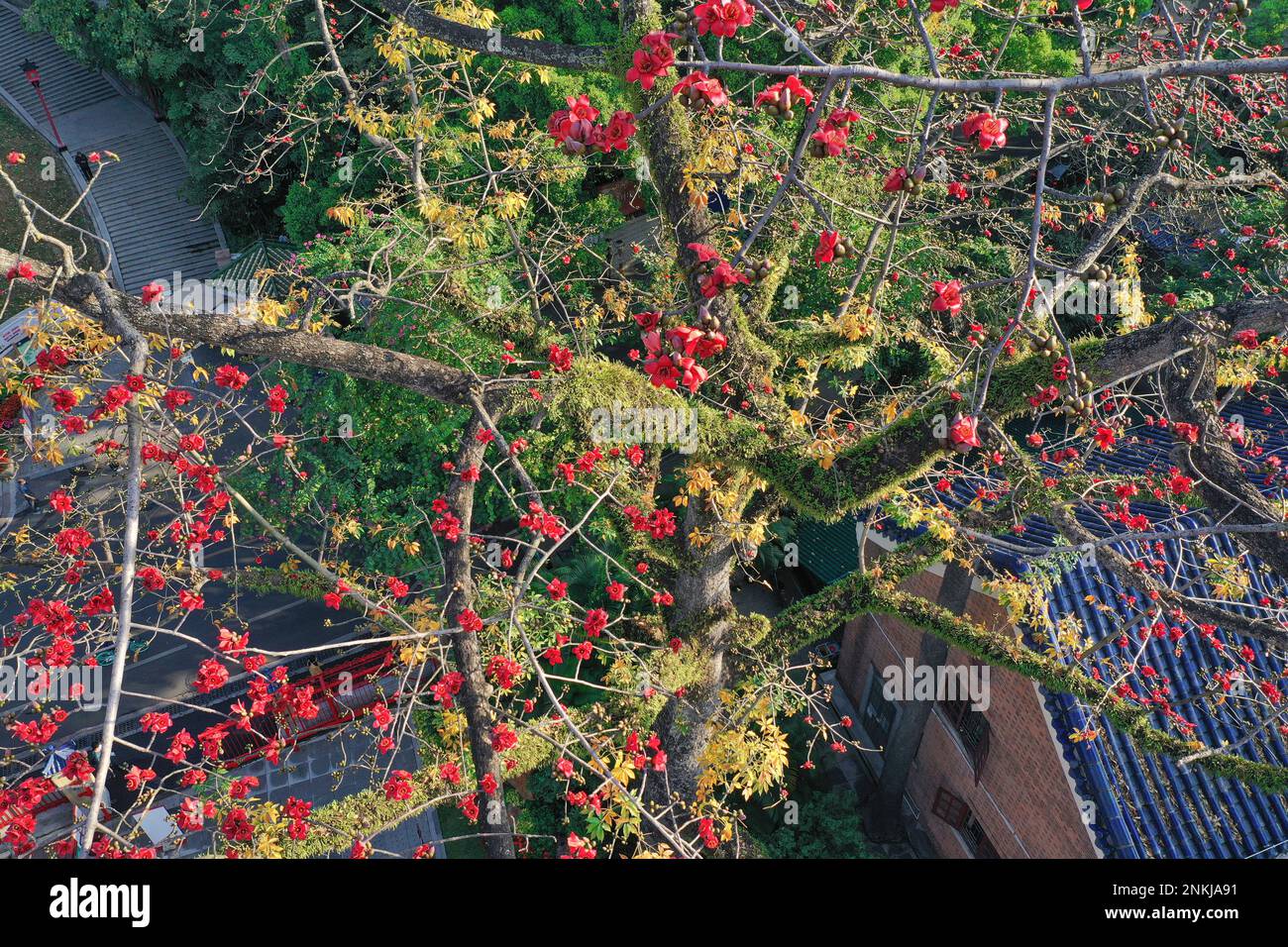 An aerial view of the Sun Yat-sen Memorial Hall and the blooming kapok ...