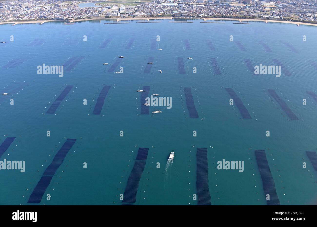 An aerial photo shows fishery boats harvesting farmed seaweed off ...