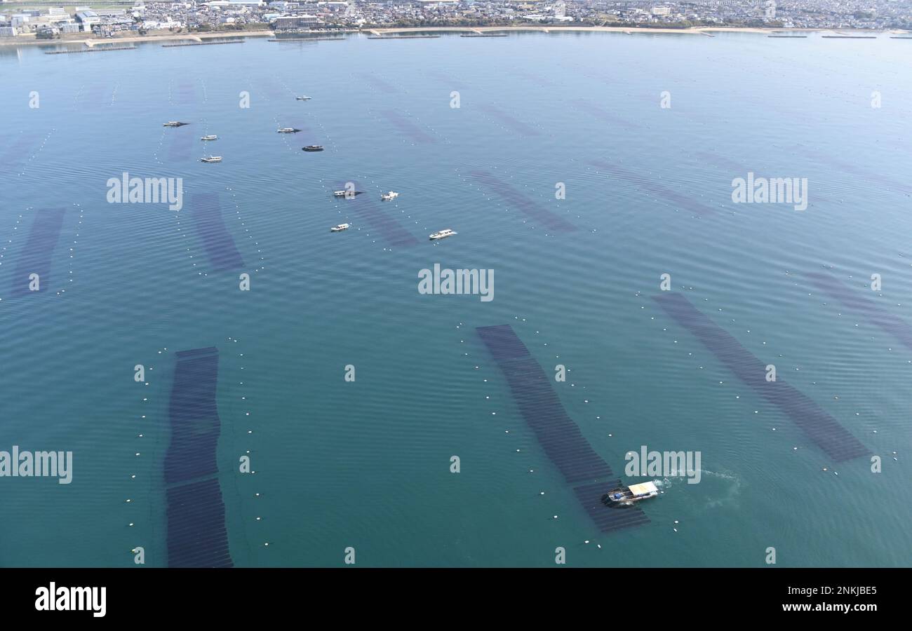 An aerial photo shows fishery boats harvesting farmed seaweed off ...