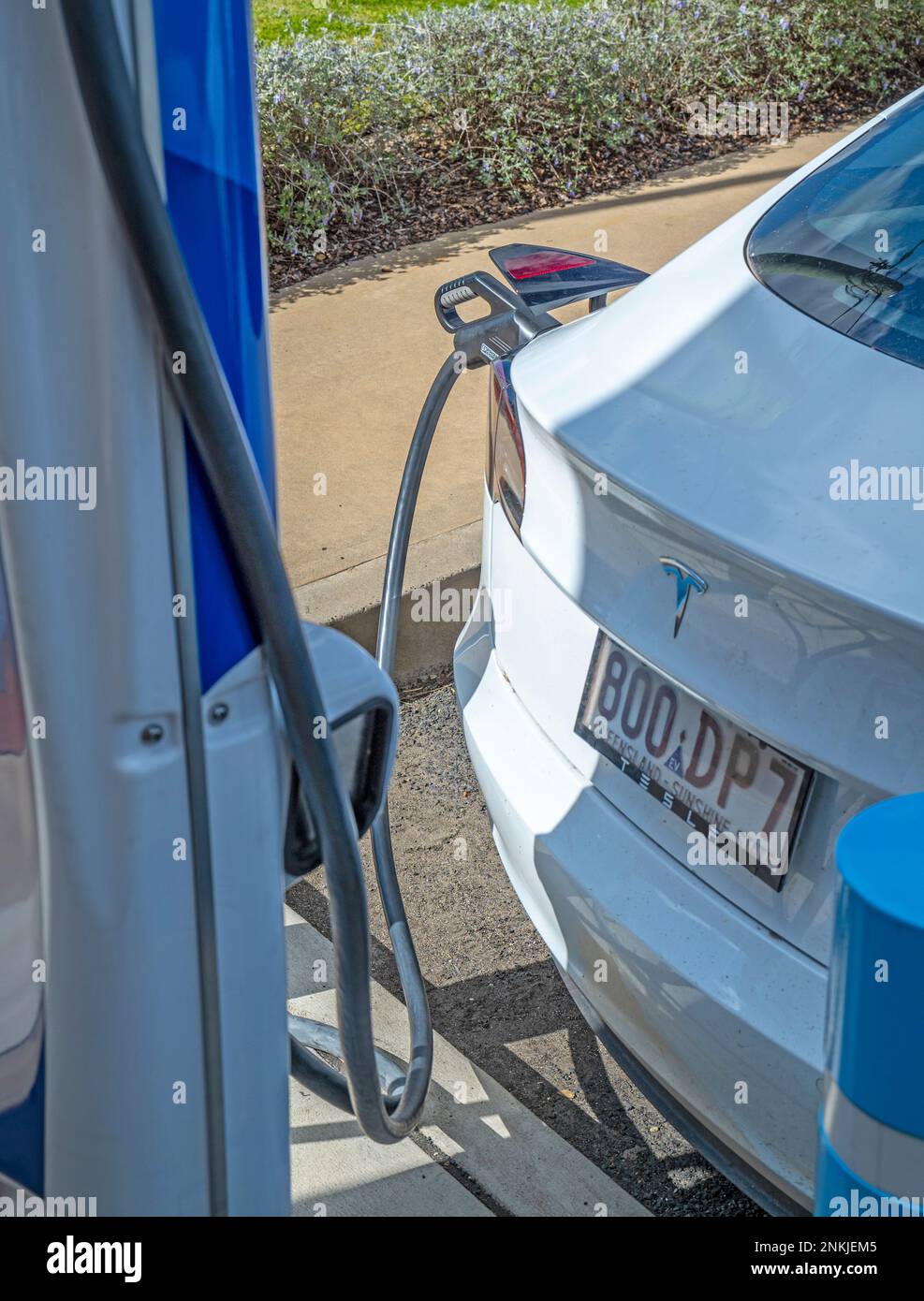 Tesla electric vehicle being recharged at the NRMA EV Charger behind ...