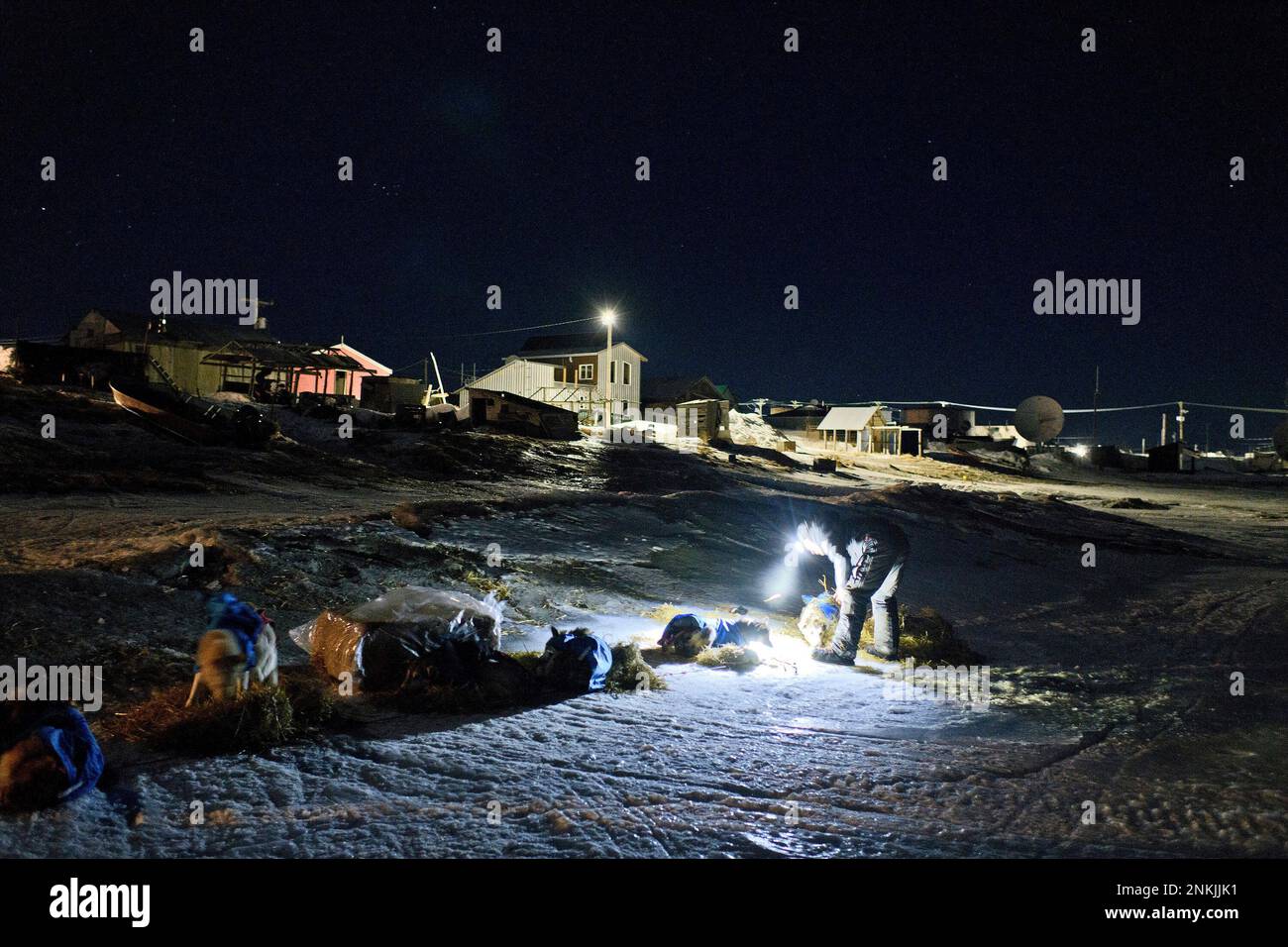 Musher Dallas Seavey tends to his team during the Iditarod Trail Sled ...