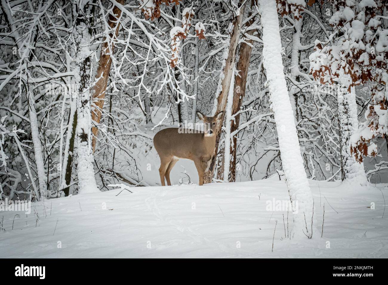 Whitetail deer snow hi-res stock photography and images - Alamy