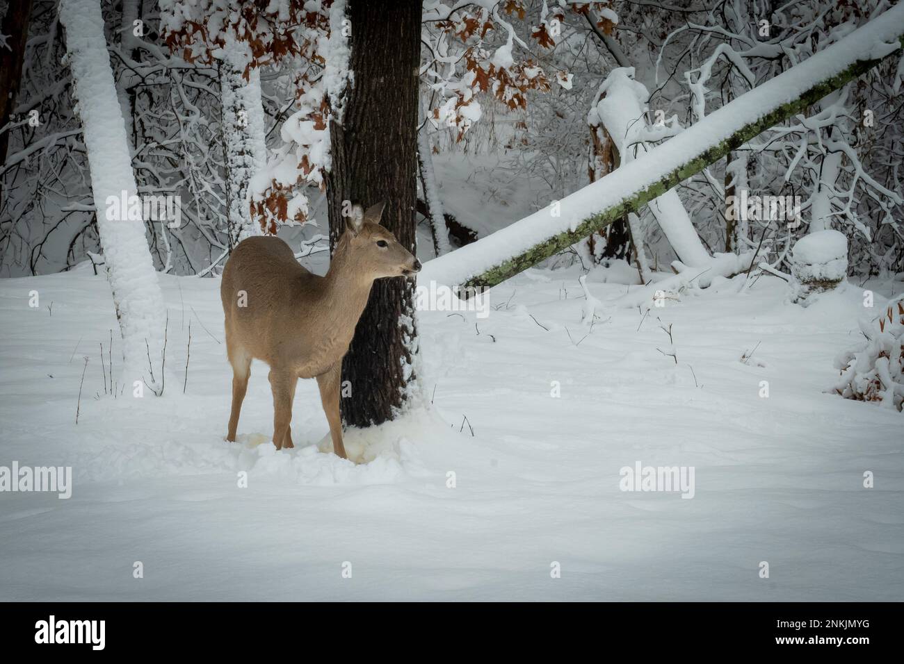 Whitetail deer snow hi-res stock photography and images - Alamy