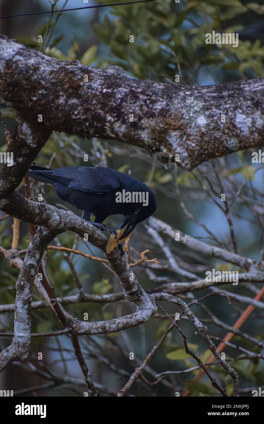 Birds on dead tree hi-res stock photography and images - Alamy