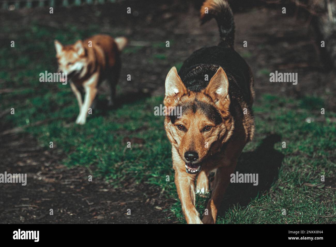 Real life Dog Portraits Stock Photo - Alamy