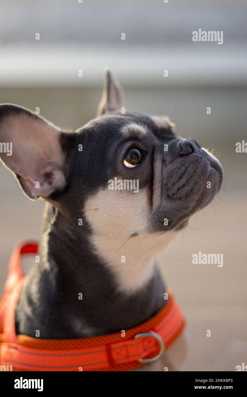 Real life Dog Portraits Stock Photo - Alamy