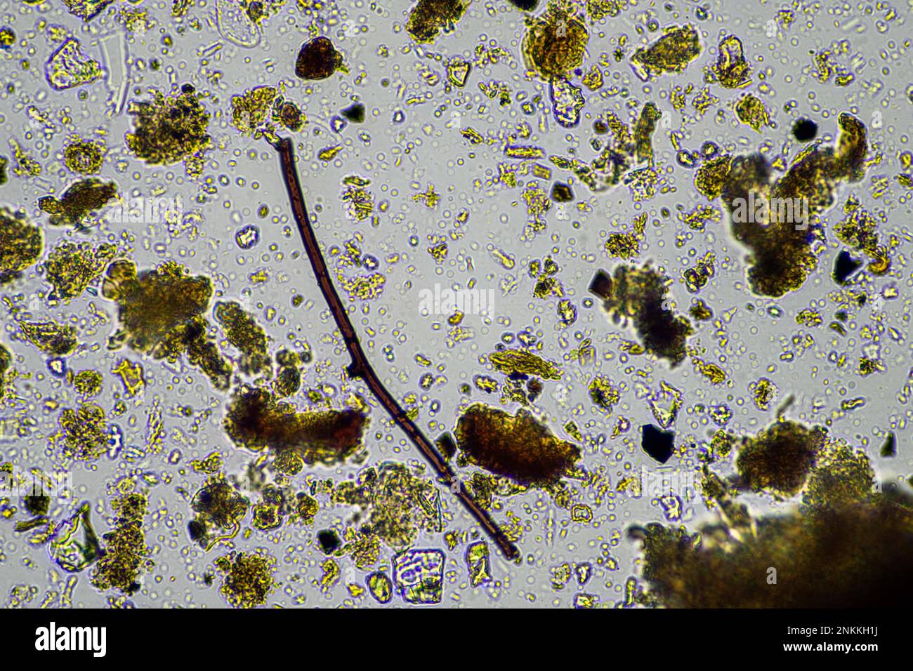 Fungi Microorganisms