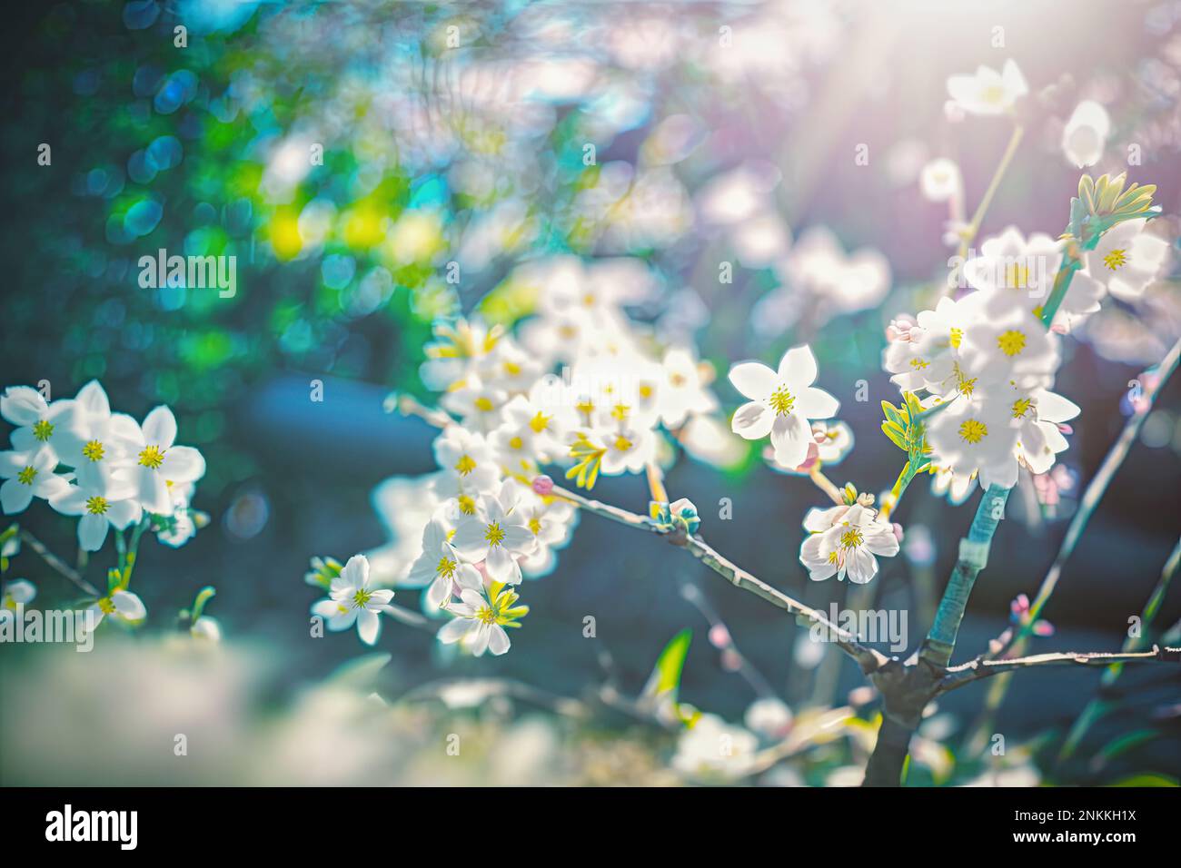 Coming Of Spring Pictures Hd