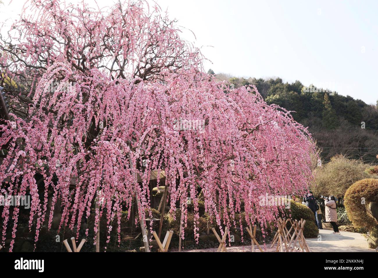 Flowers of an ume tree are in full bloom in Minami Awaji City, Hyogo ...