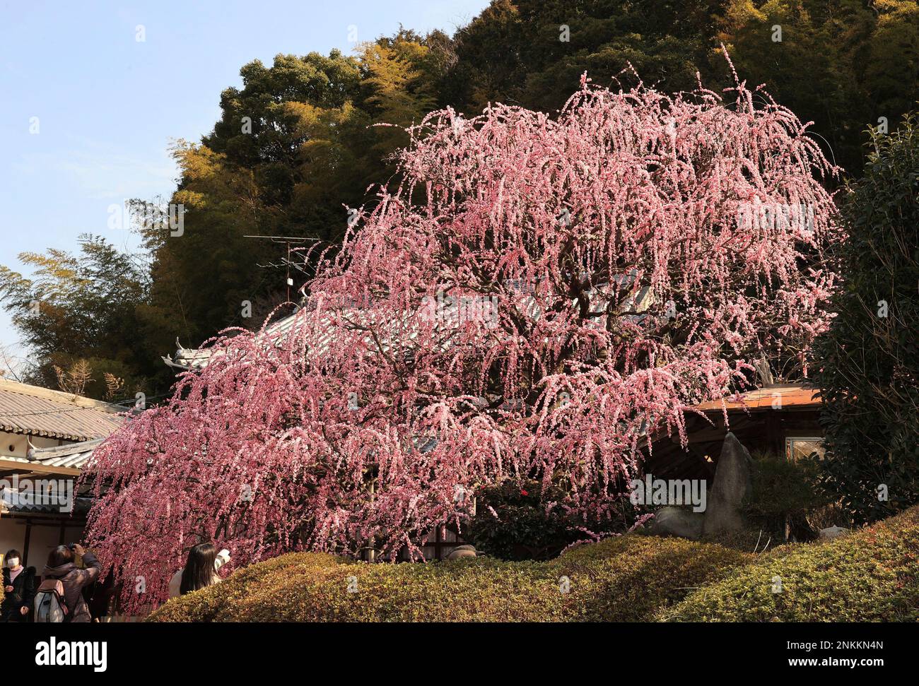 Flowers of an ume tree are in full bloom in Minami Awaji City, Hyogo ...