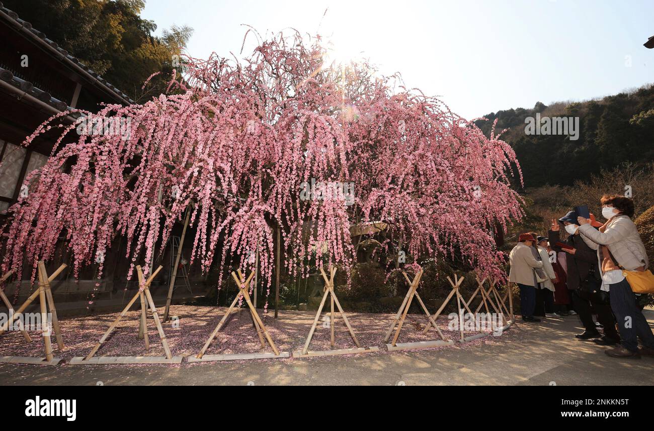 Flowers of an ume tree are in full bloom in Minami Awaji City, Hyogo ...