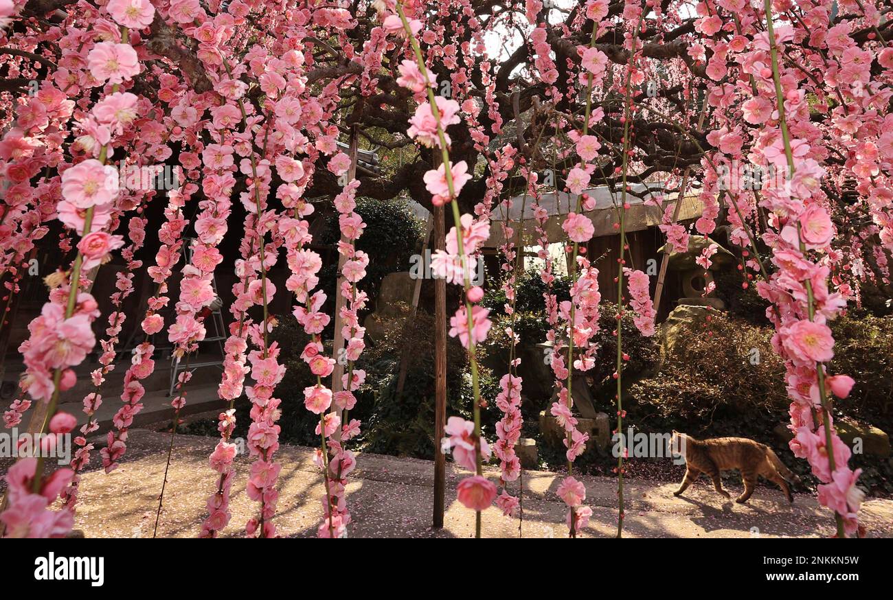 Flowers of an ume tree are in full bloom in Minami Awaji City, Hyogo ...