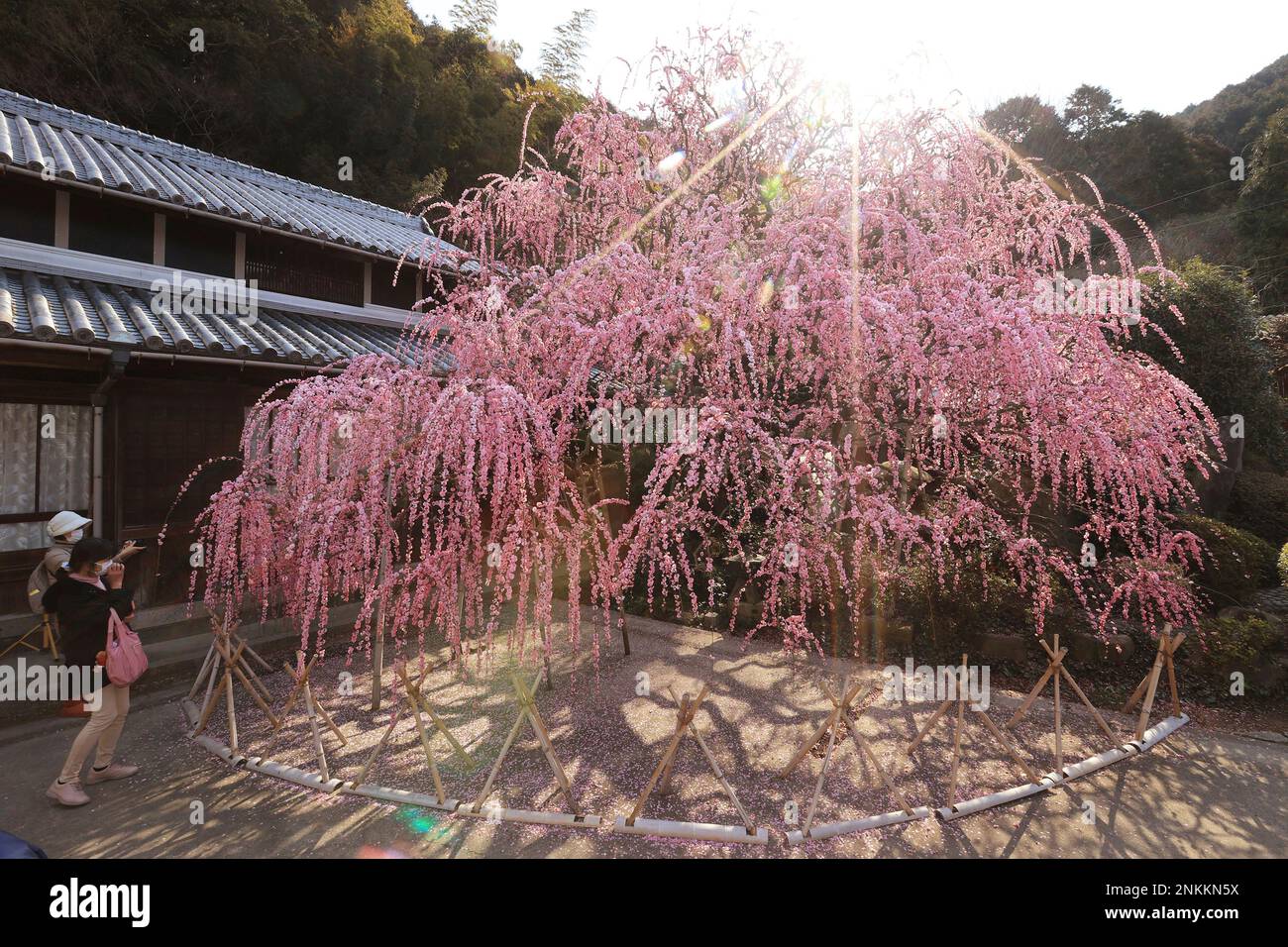 Flowers of an ume tree are in full bloom in Minami Awaji City, Hyogo ...