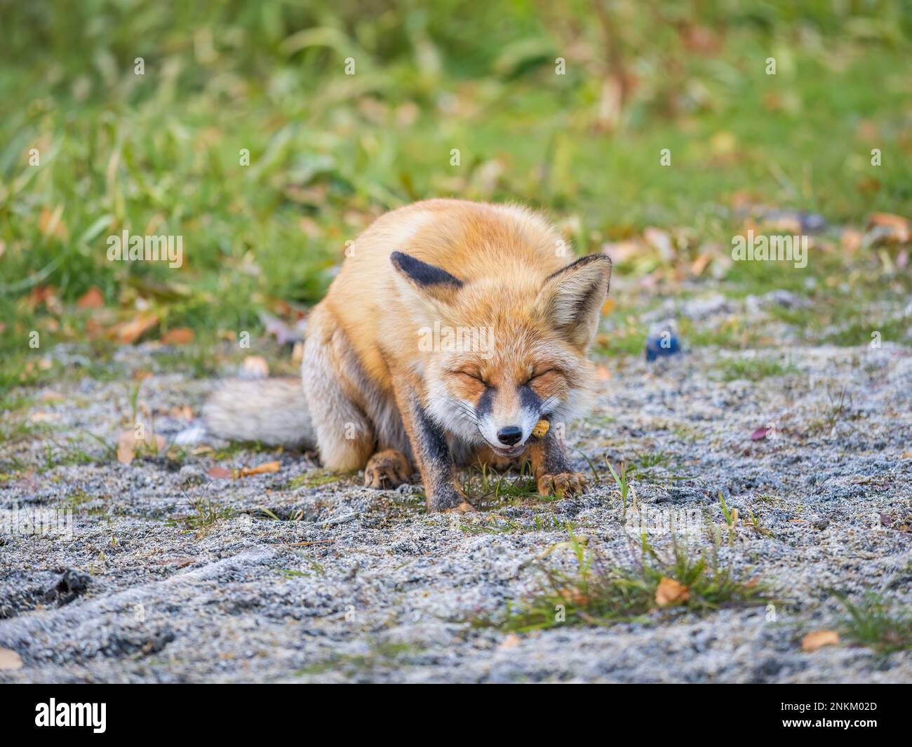 Red fox, Vulpes vulpes, sits on autumn forest path. Close up of a red fox Vulpes vulpes, sitting ...