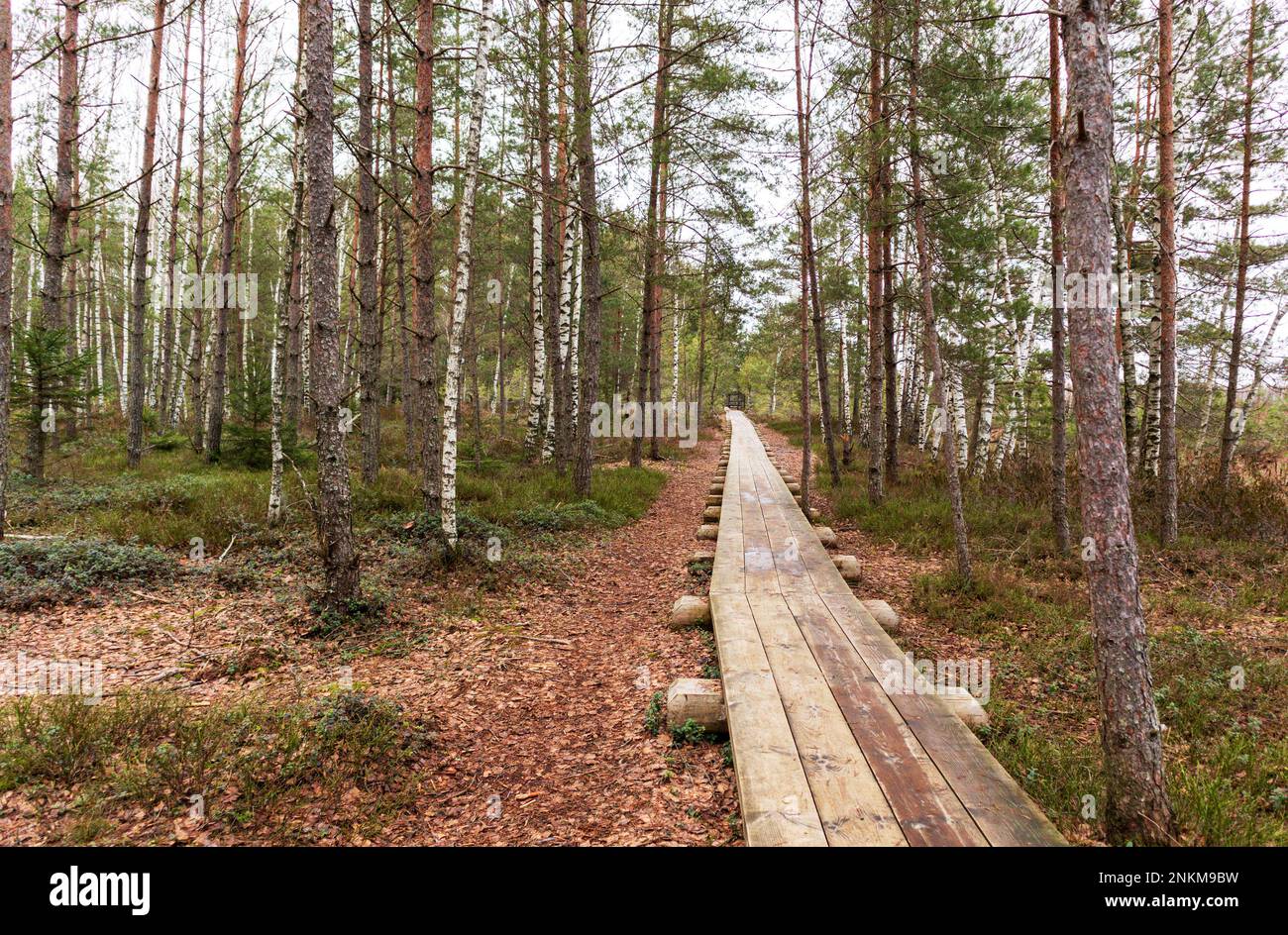 Nature view of the marsh with a wooden walking path winding through the ...