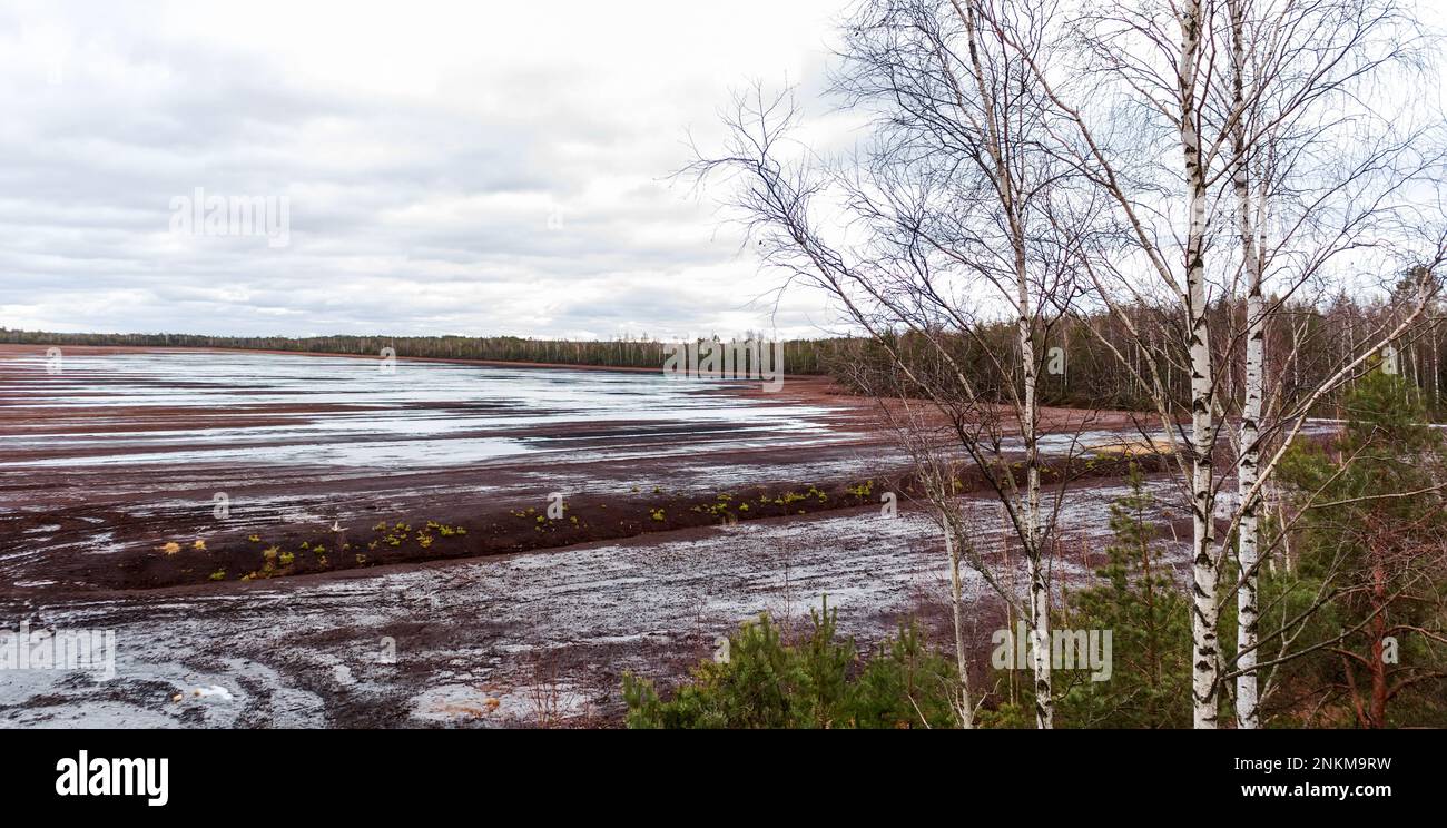 Horizontal nature view of a peat bog with some small birch trees close ...