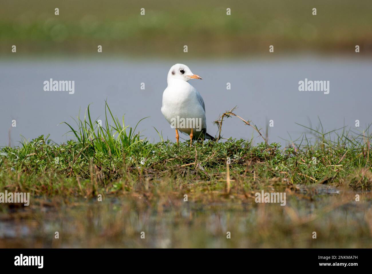 White gull with gray feathers hi-res stock photography and images - Alamy