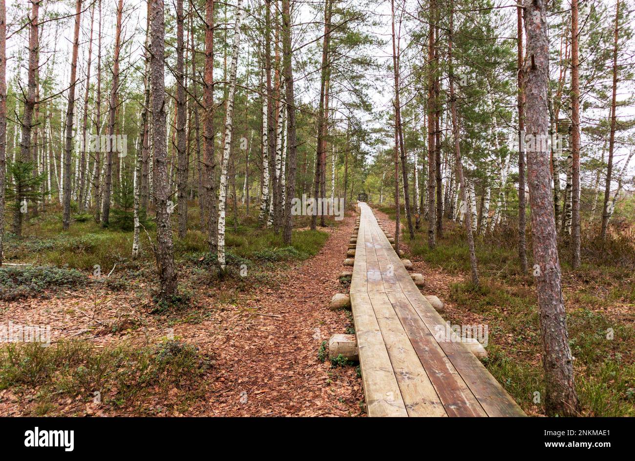 Nature view of the marsh with a wooden walking path winding through the ...