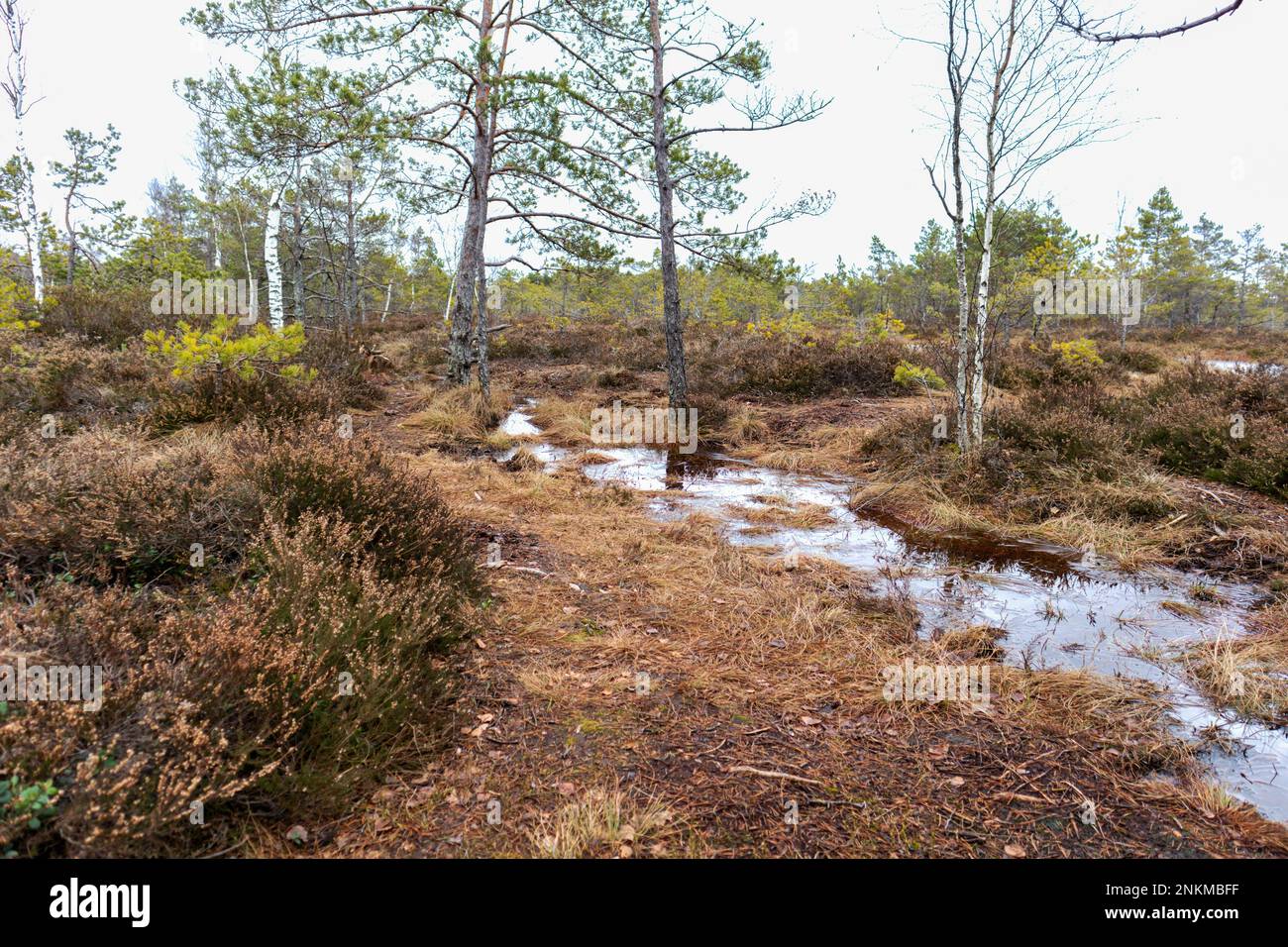 Nature view of a marsh with a marsh lake and windswept trees along the ...