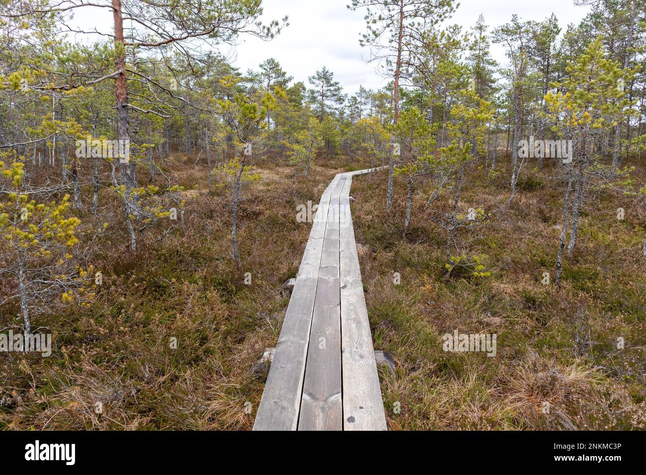 Nature view of the marsh with a wooden walking path winding through the ...