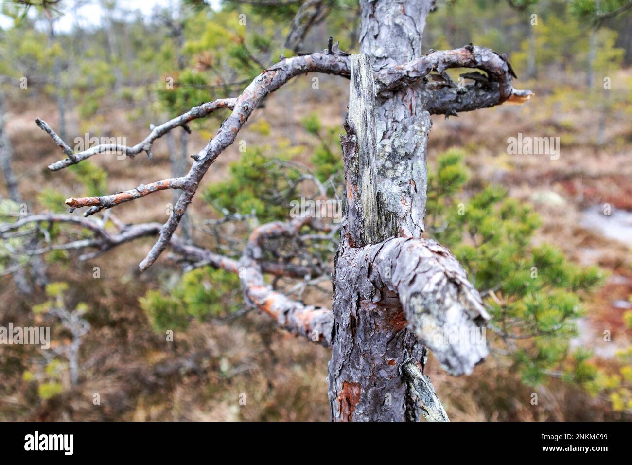 Nature view of a bog with a bog boardwalk and windswept trees along the ...