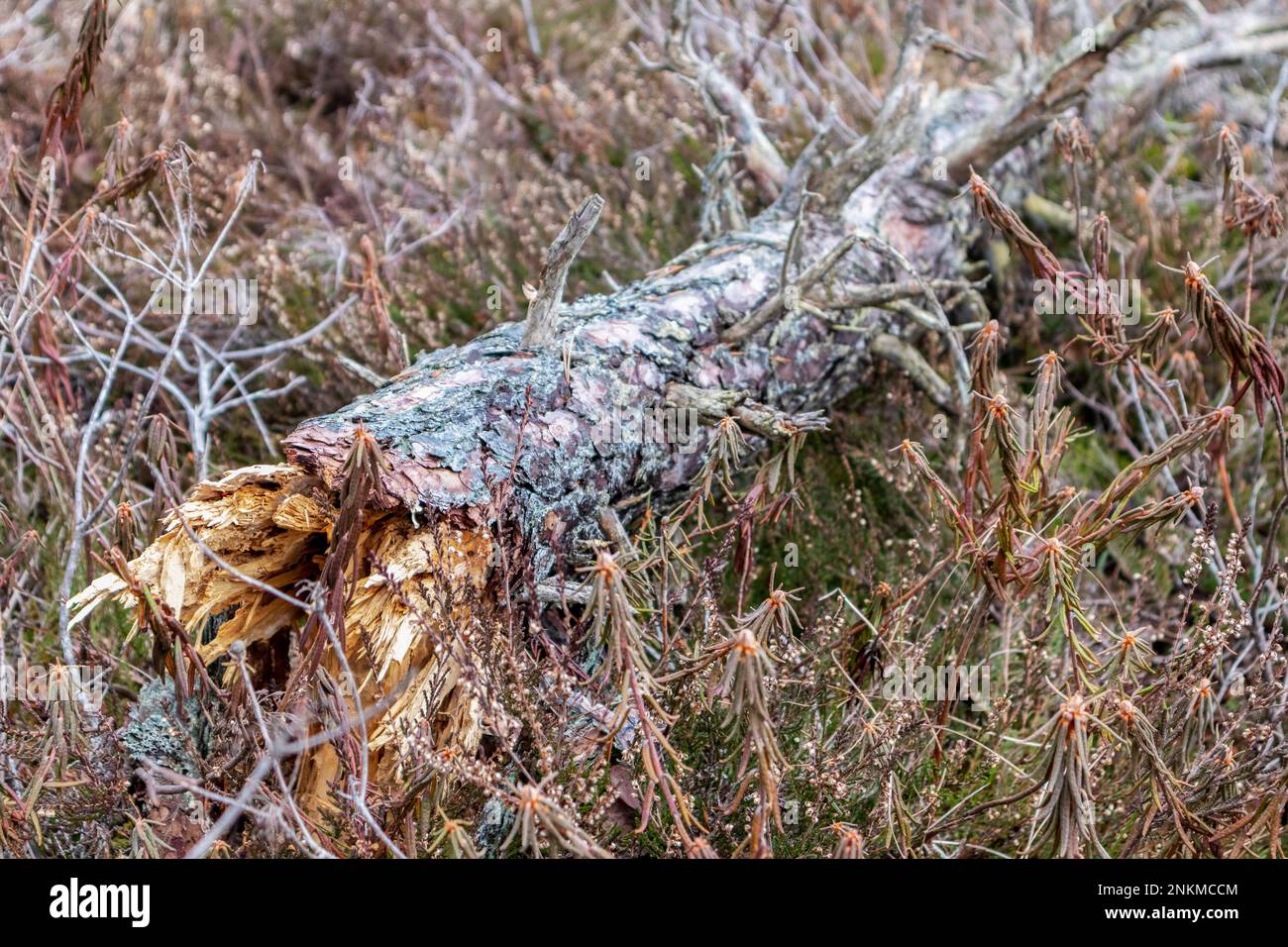 Wind blown pine tree hi-res stock photography and images - Alamy