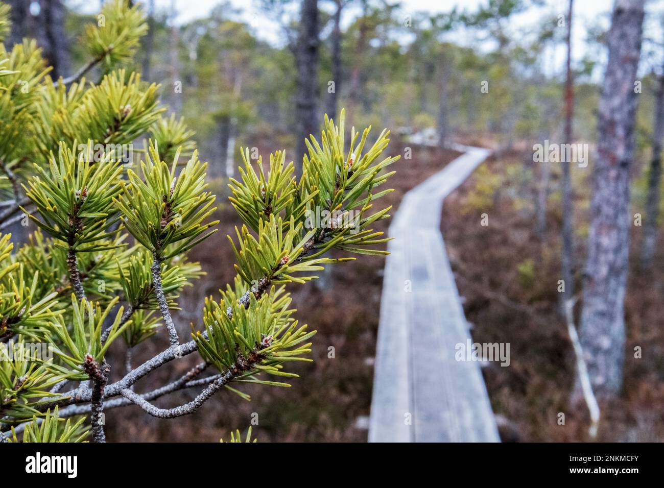 Nature view of the marsh with a wooden walking path winding through the ...