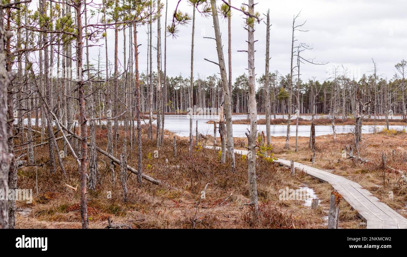 Nature view of the marsh with a wooden walking path winding through the ...