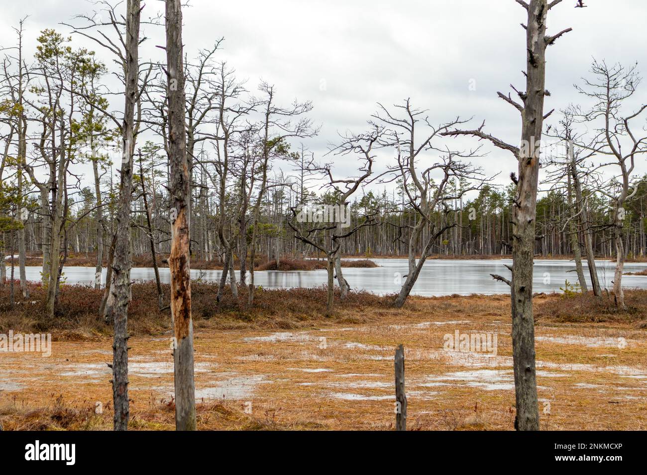 Nature view of a marsh with a marsh lake and windblown trees along the ...