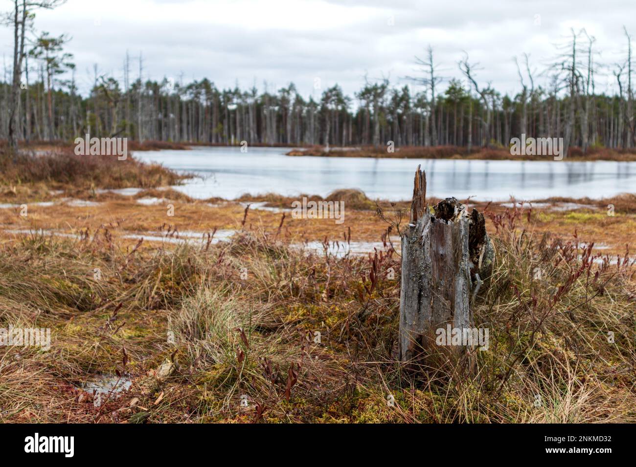 Nature view of swamp lake and decaying tree in foreground Stock Photo ...