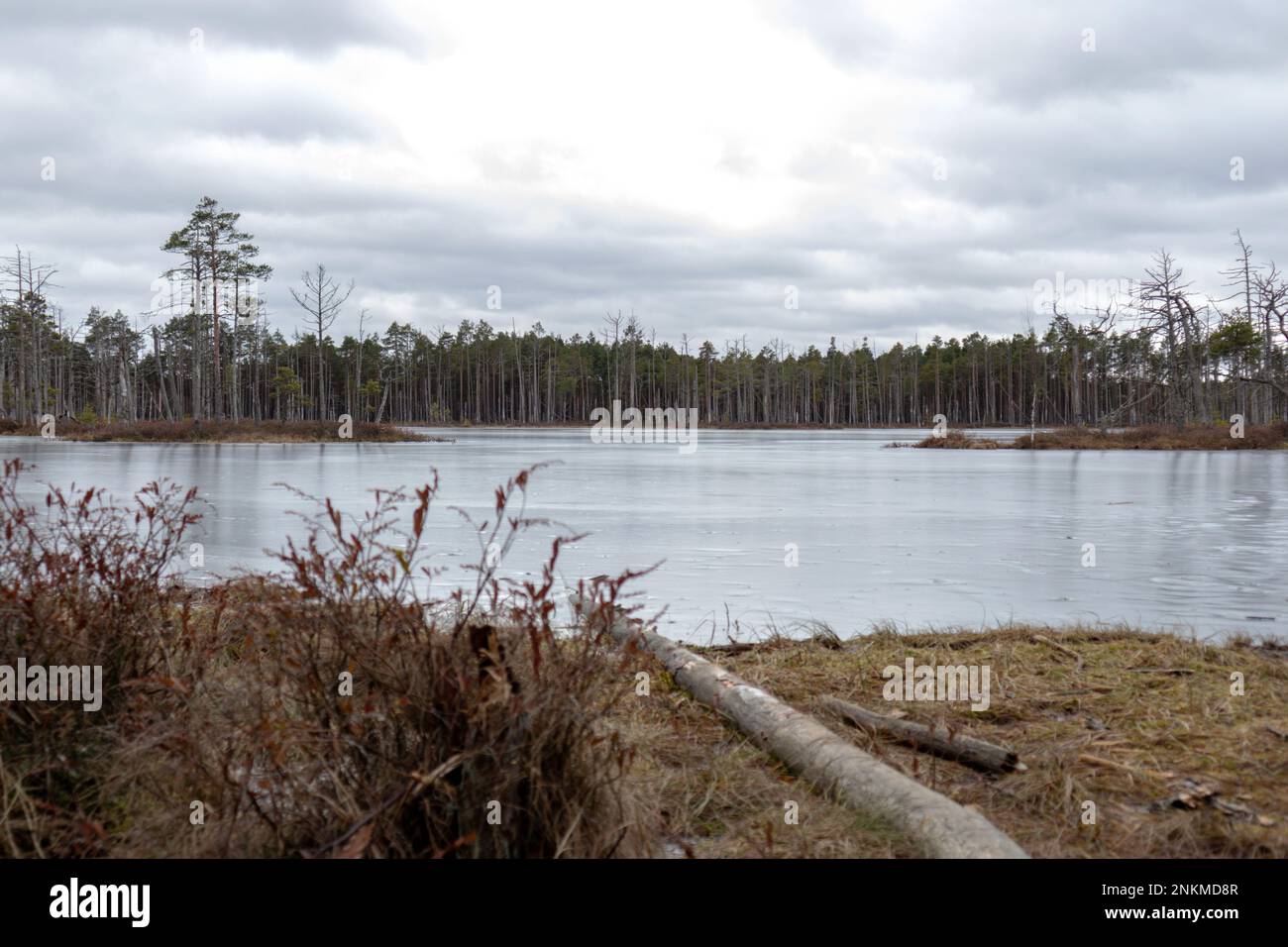 Nature view of a marsh with a marsh lake and windswept trees along the ...