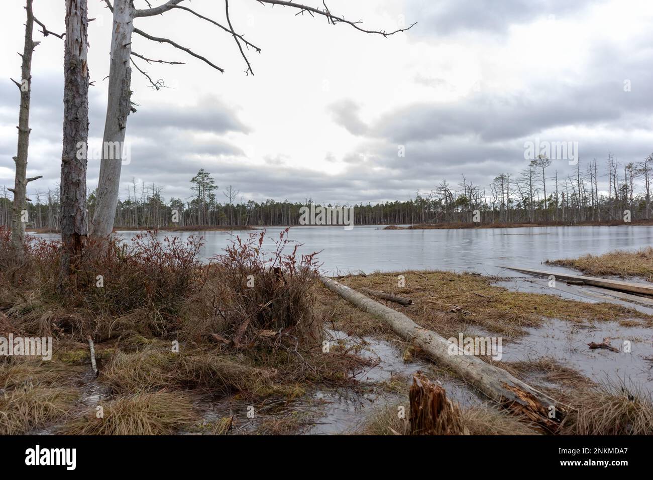 Nature view of a marsh with a marsh lake and windswept trees along the ...