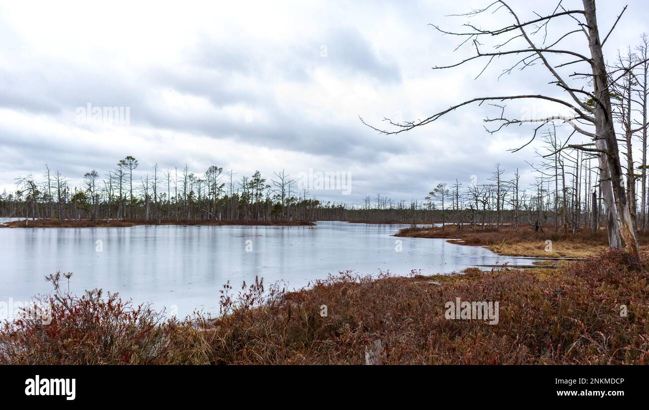 Nature view of a marsh with a marsh lake and windblown trees along the ...
