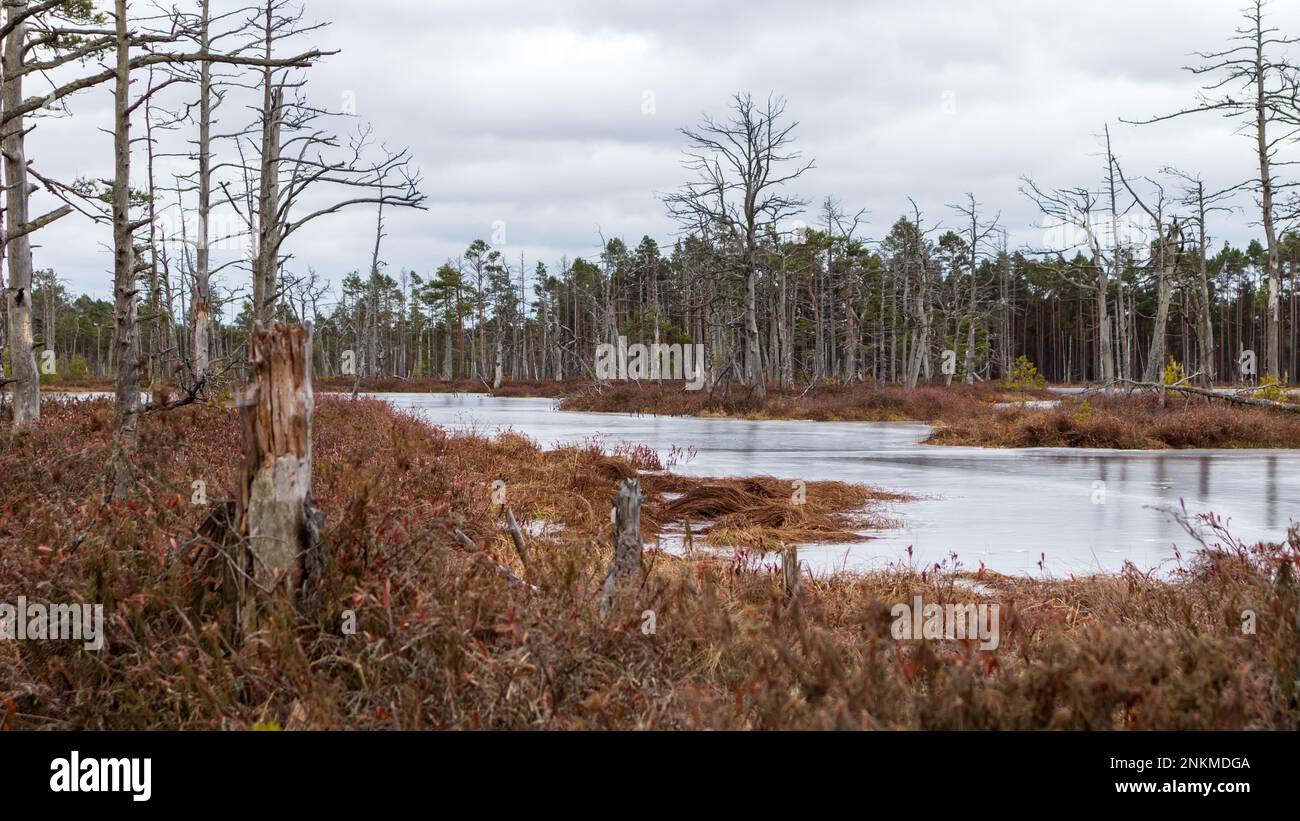 Nature view of swamp lake and decaying tree in foreground Stock Photo ...