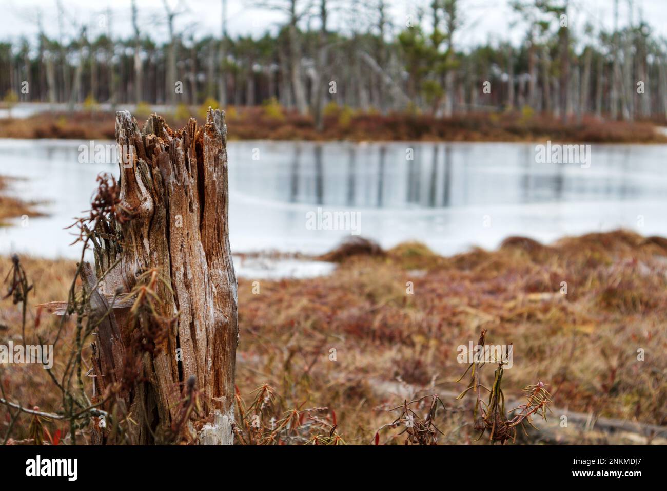 Nature view of swamp lake and decaying tree in foreground Stock Photo ...