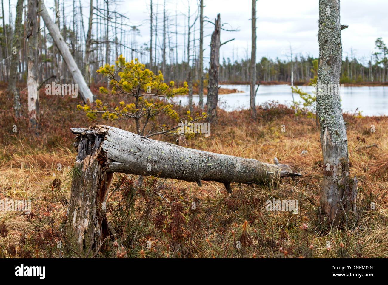 Nature view of swamp lake and decaying tree in foreground Stock Photo ...