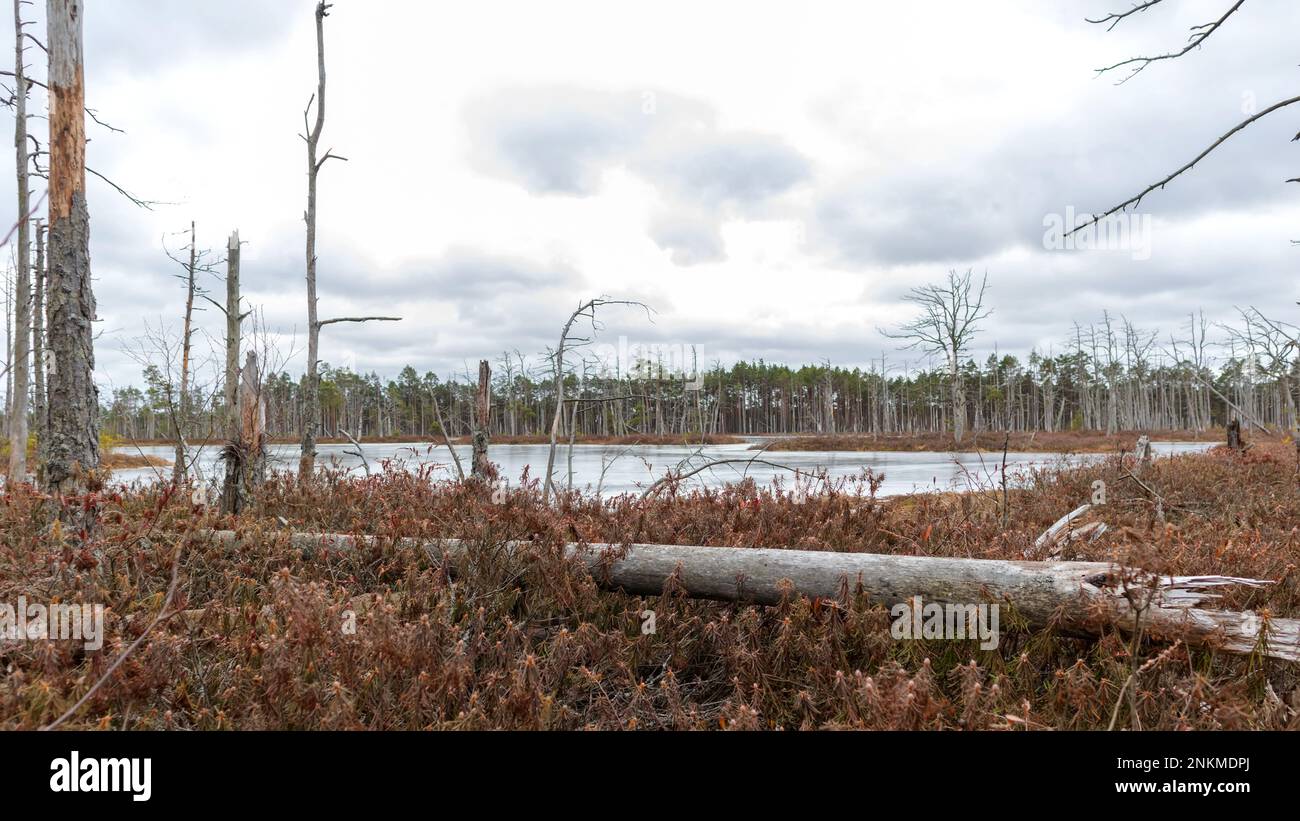 Nature view of a marsh with a marsh lake and windswept trees along the ...