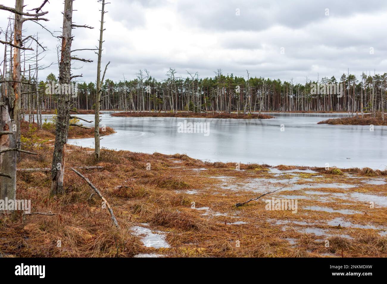 Nature view of a marsh with a marsh lake and windblown trees along the ...
