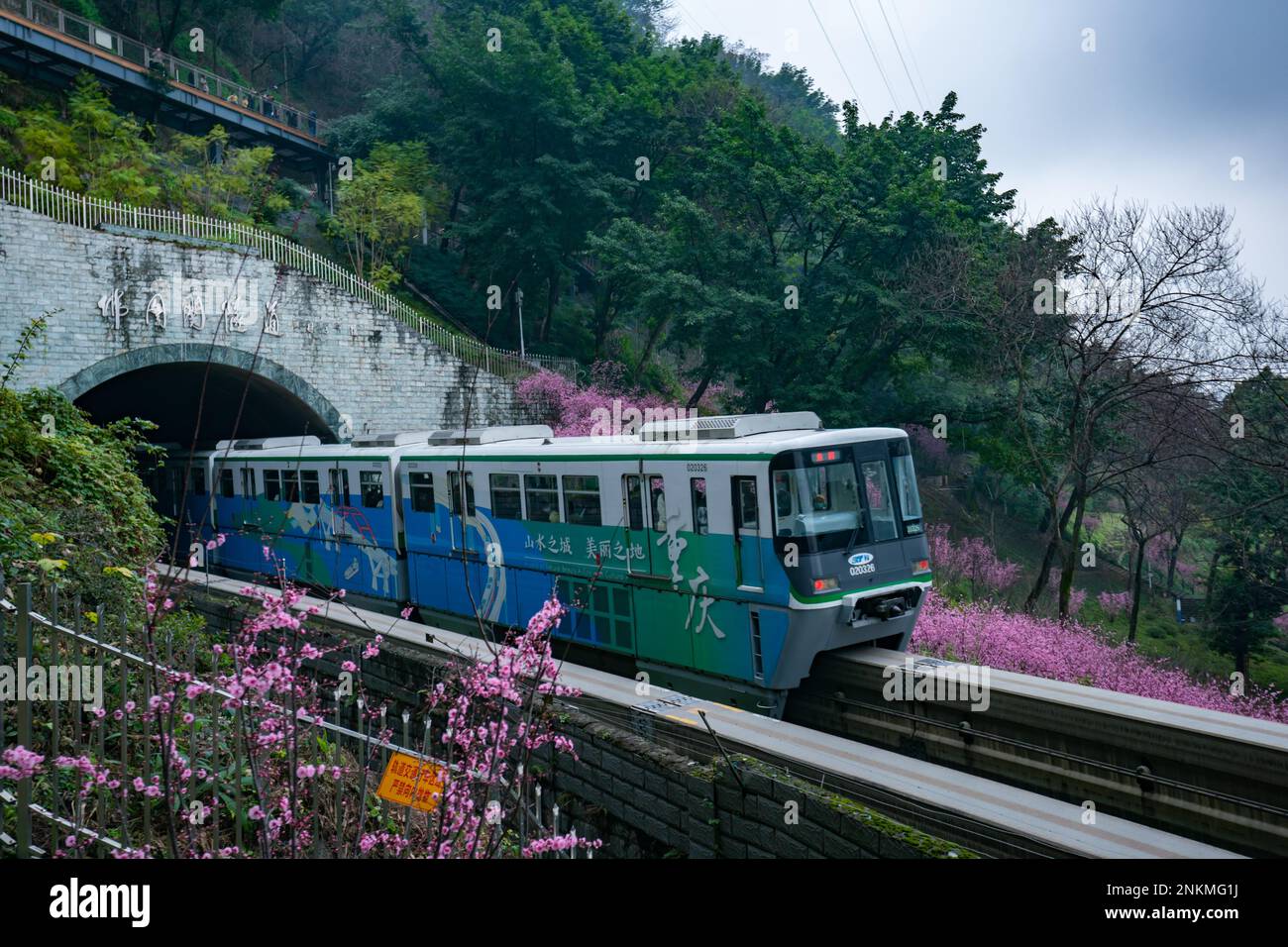 A monorail train runs through blooming plum blossoms in the Fotuguan ...