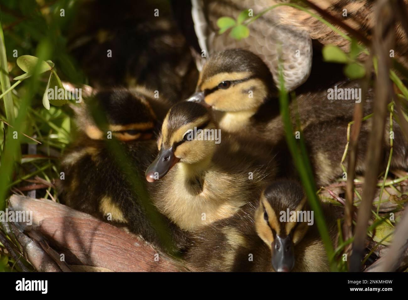 Two little ducklings with yellow heads and black stripes Stock Photo ...