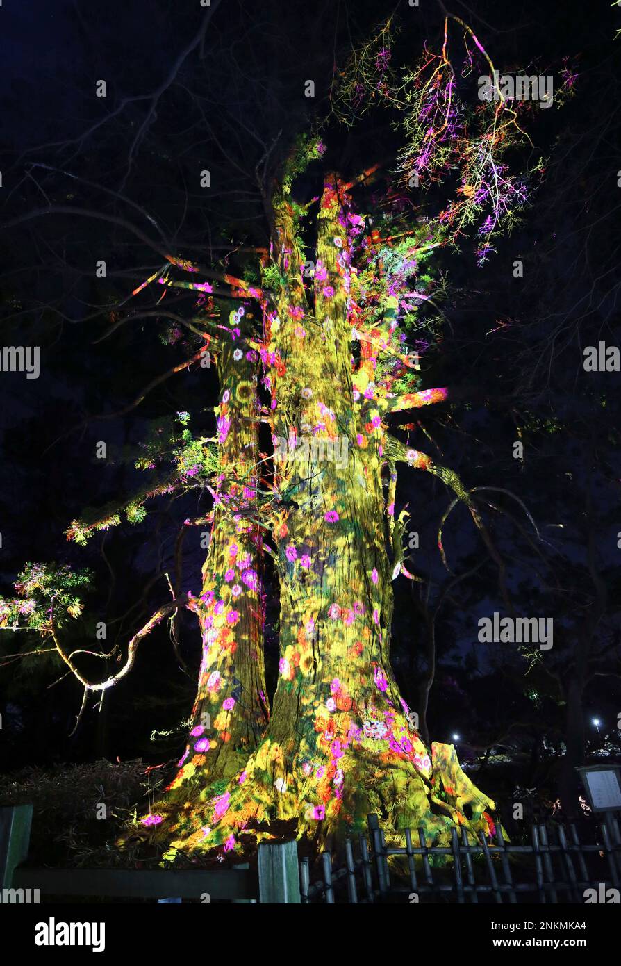 "Ever Blossoming Life Tree – Giant Taro Ceder" projects images related ...