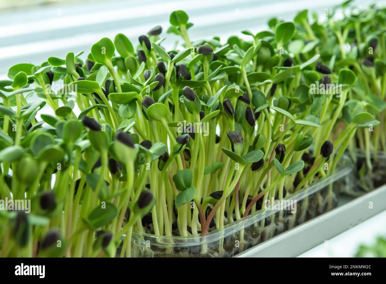 Juicy young shoots of micro-greenery close-up. Growing seeds in a ...