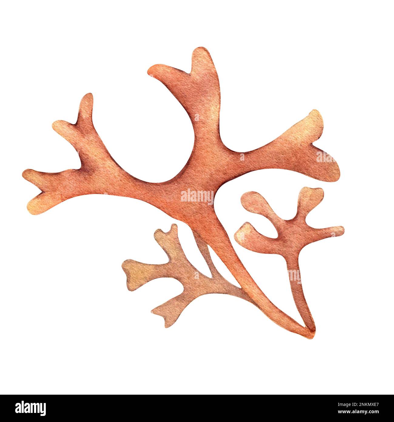 Sea plant rhodymenia watercolor illustration isolated on white ...