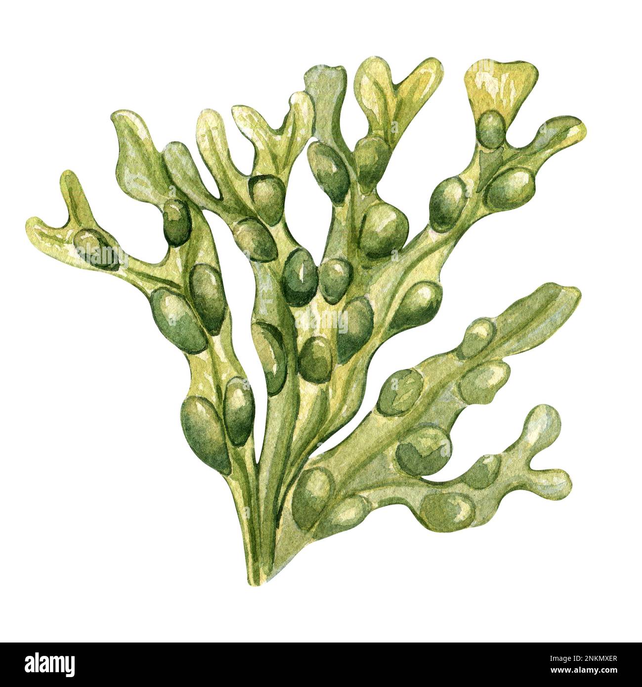 Green sea plant watercolor illustration isolated on white background ...